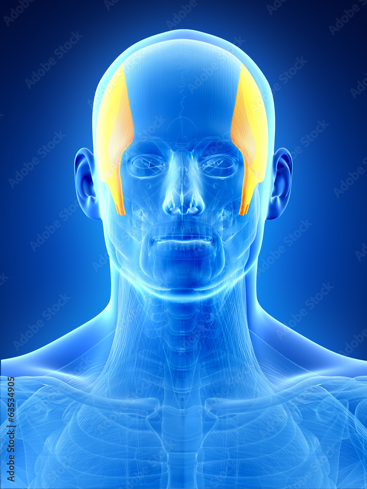 anatomy illustration showing the temporalis Stock Illustration | Adobe ...
