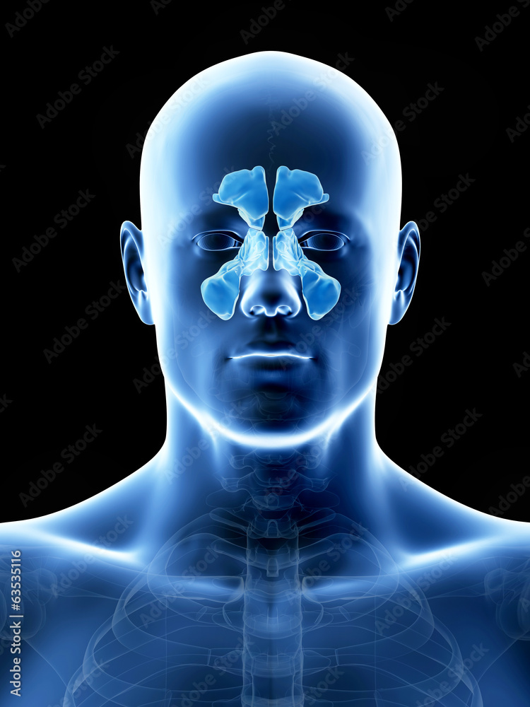 anatomy illustration showing the sinuses Stock Illustration | Adobe Stock