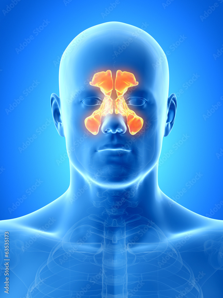 anatomy illustration showing the sinuses Stock Illustration | Adobe Stock