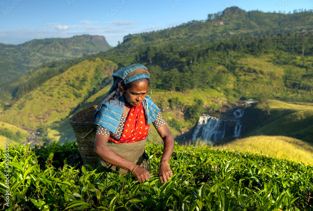 Poster Indigenous Sri Lankan Tea Picker Picking Tea – Wall Art | UkPosters