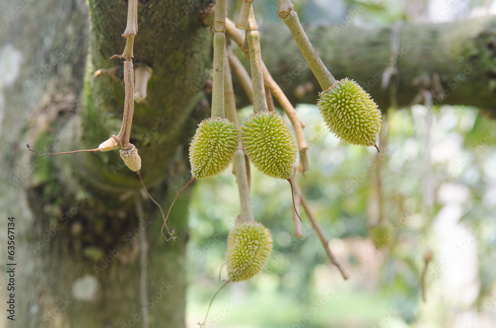 Poster Young durian on its tree in the orchard. – Wall Art | UkPosters