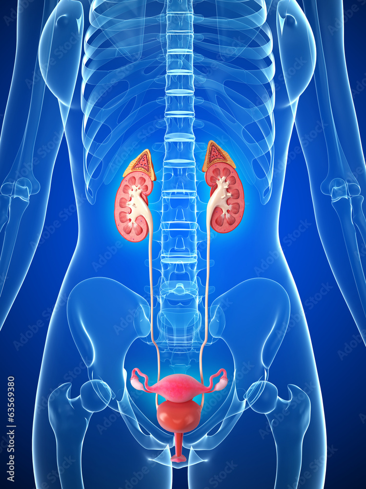 Anatomy of female urinary system Stock Illustration | Adobe Stock