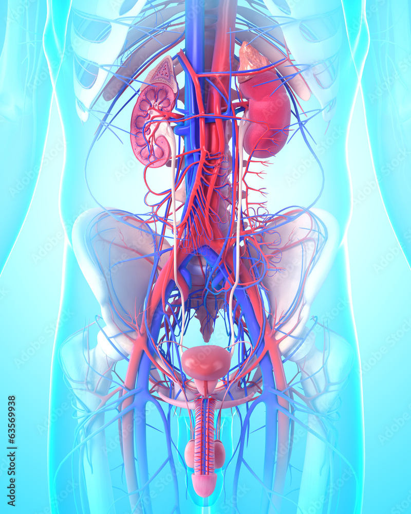 Anatomy of male urinary system Stock Illustration | Adobe Stock