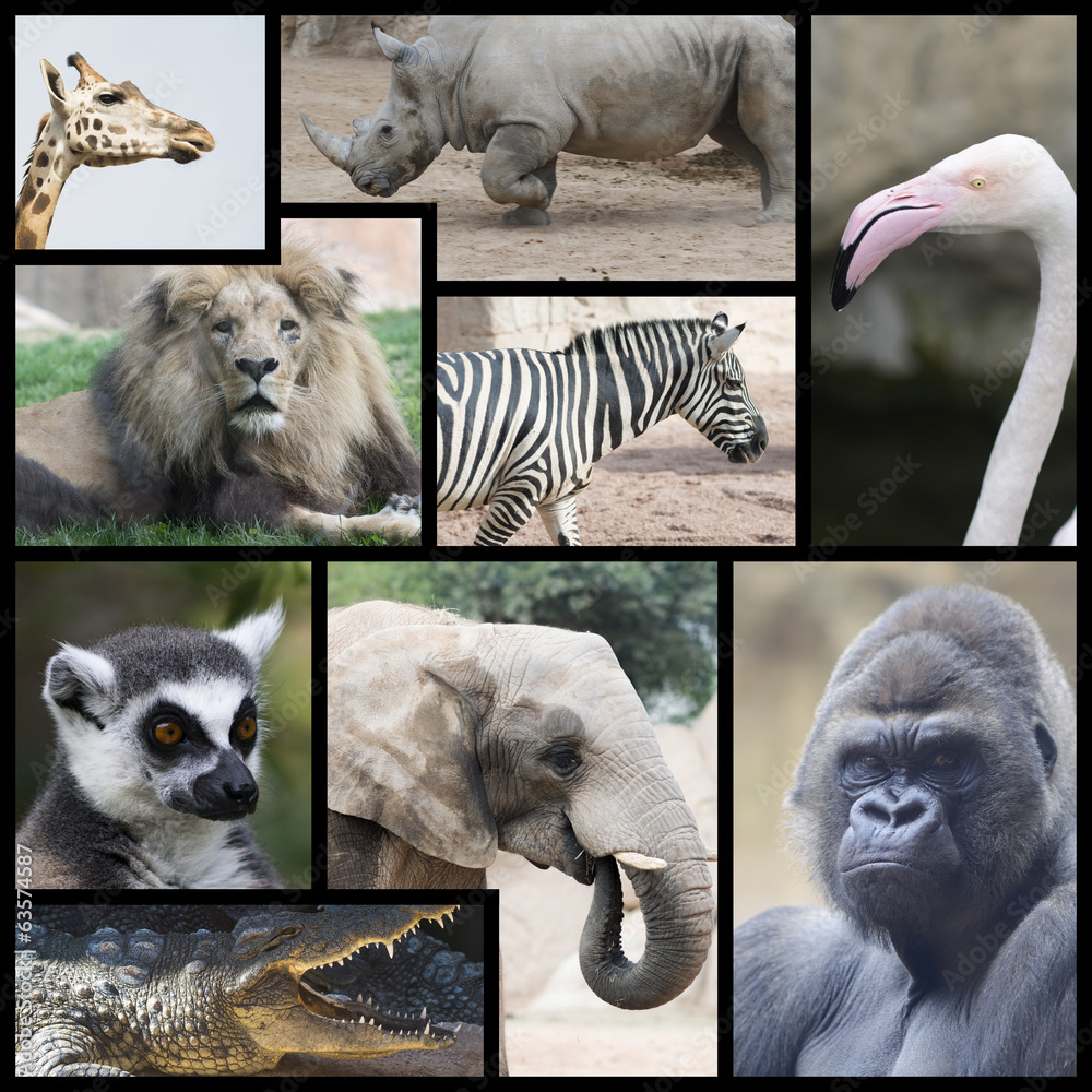 Foto de ANIMALES SALVAJES DE ÁFRICA do Stock | Adobe Stock