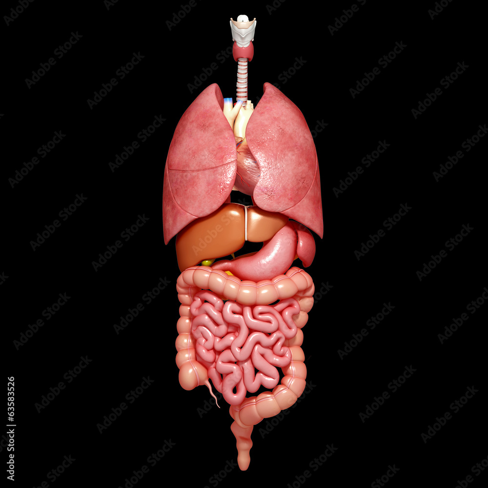 Anatomy of all organs in human body Stock Illustration | Adobe Stock