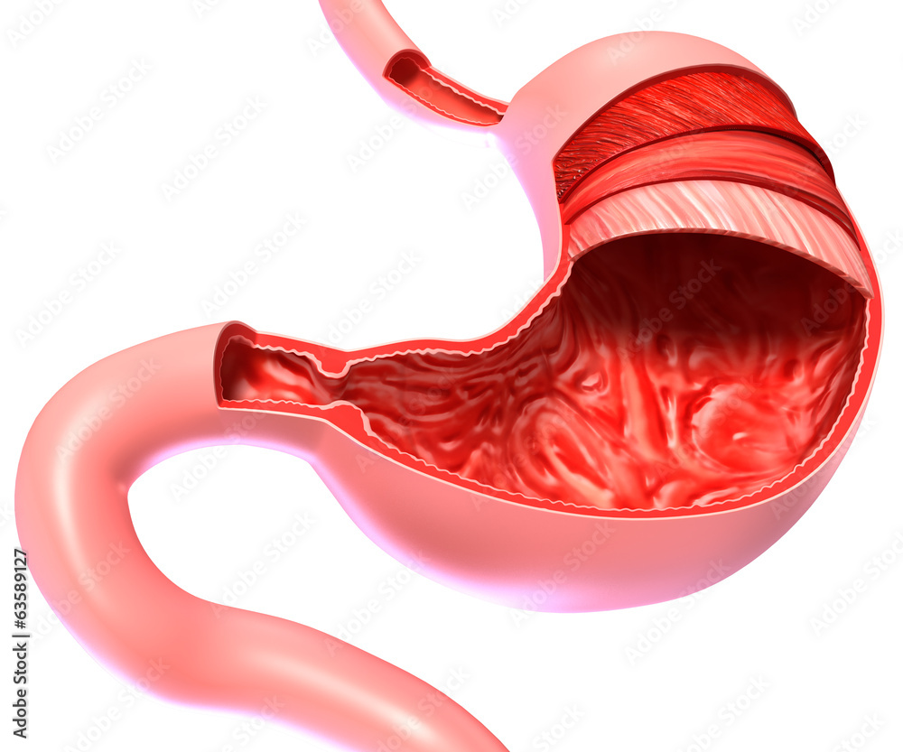 Human Stomach Real
