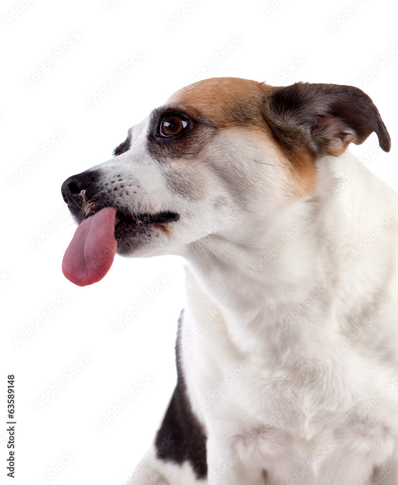 What Breed Of Dog Has The Longest Tongue