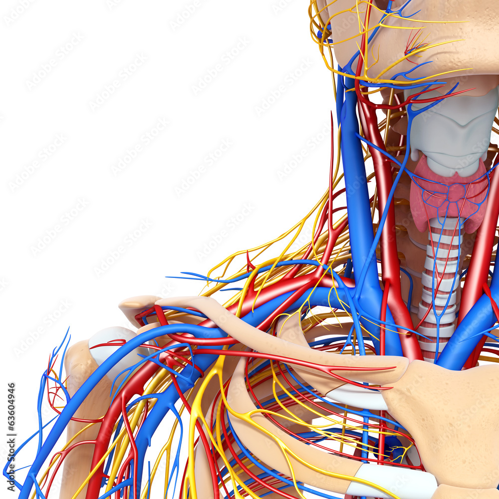 3d Anatomy of circulatory system and nervous system Stock Illustration ...