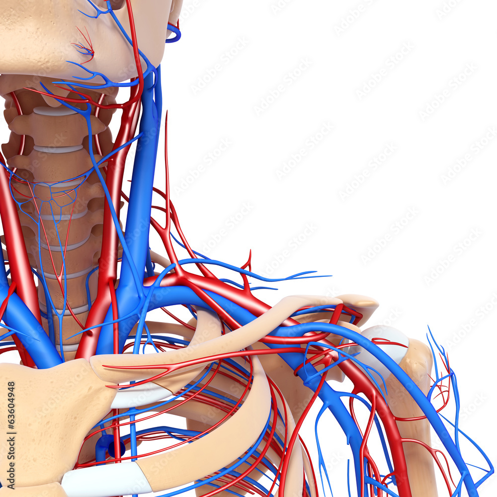 Anatomy of circulatory system with ribs Stock Illustration | Adobe Stock