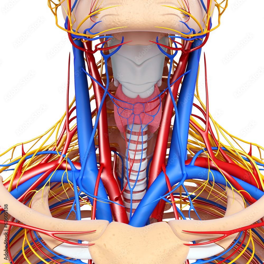 3d Anatomy of circulatory system and nervous system Stock Illustration ...