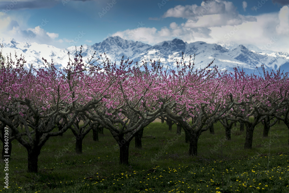 Campi di peschi Stock Photo | Adobe Stock