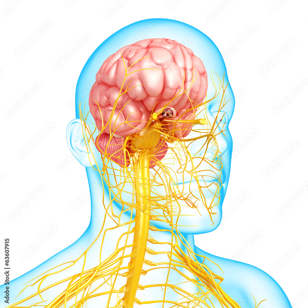 Anatomy of human brain with nervous system Stock Illustration | Adobe Stock