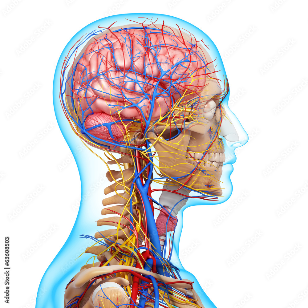 3d Anatomy of circulatory system and nervous system with brain Stock ...