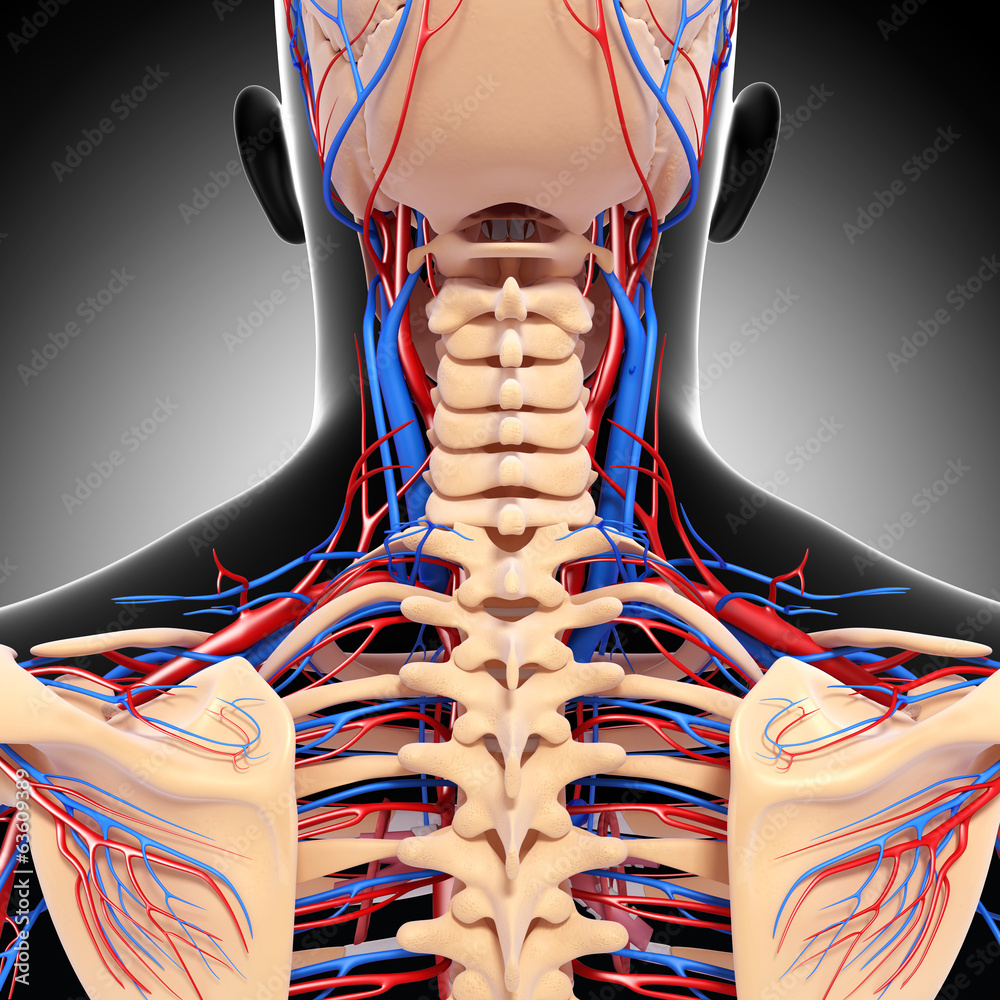 3d Anatomy of circulatory system with spinal cord Stock Illustration ...