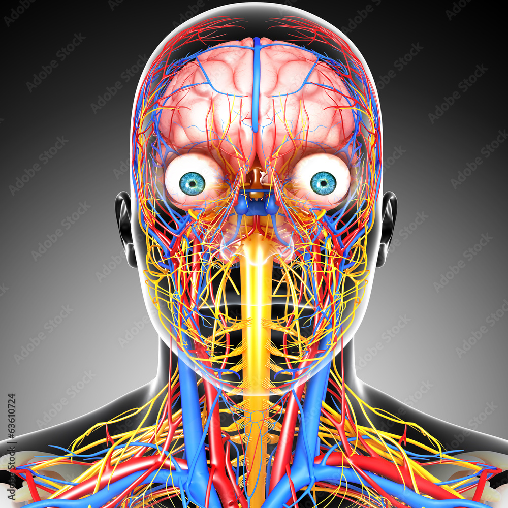 3d Anatomy of circulatory system and nervous system Stock Illustration ...
