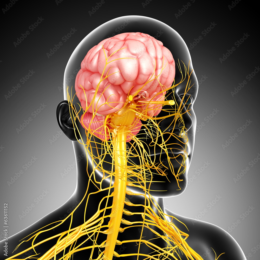 Anatomy of nervous system with brain Stock Illustration | Adobe Stock