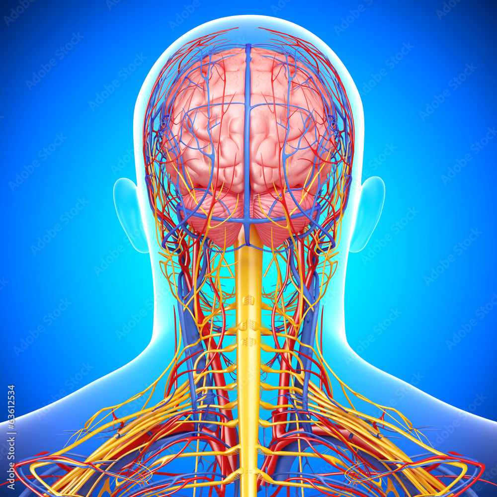 Anatomy of circulatory system and nervous system with brain Stock Photo ...