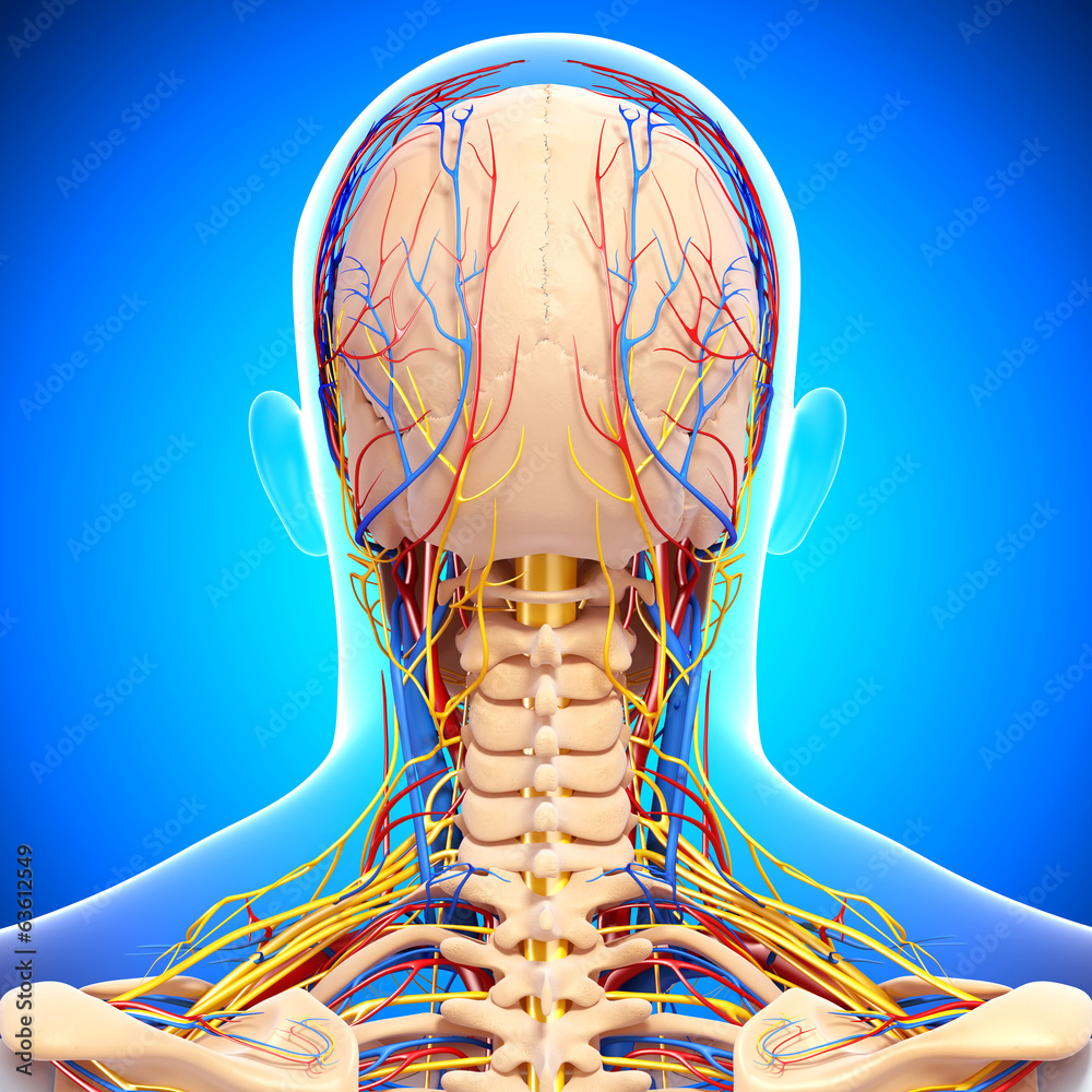 Anatomy of circulatory system and nervous system Stock Photo | Adobe Stock