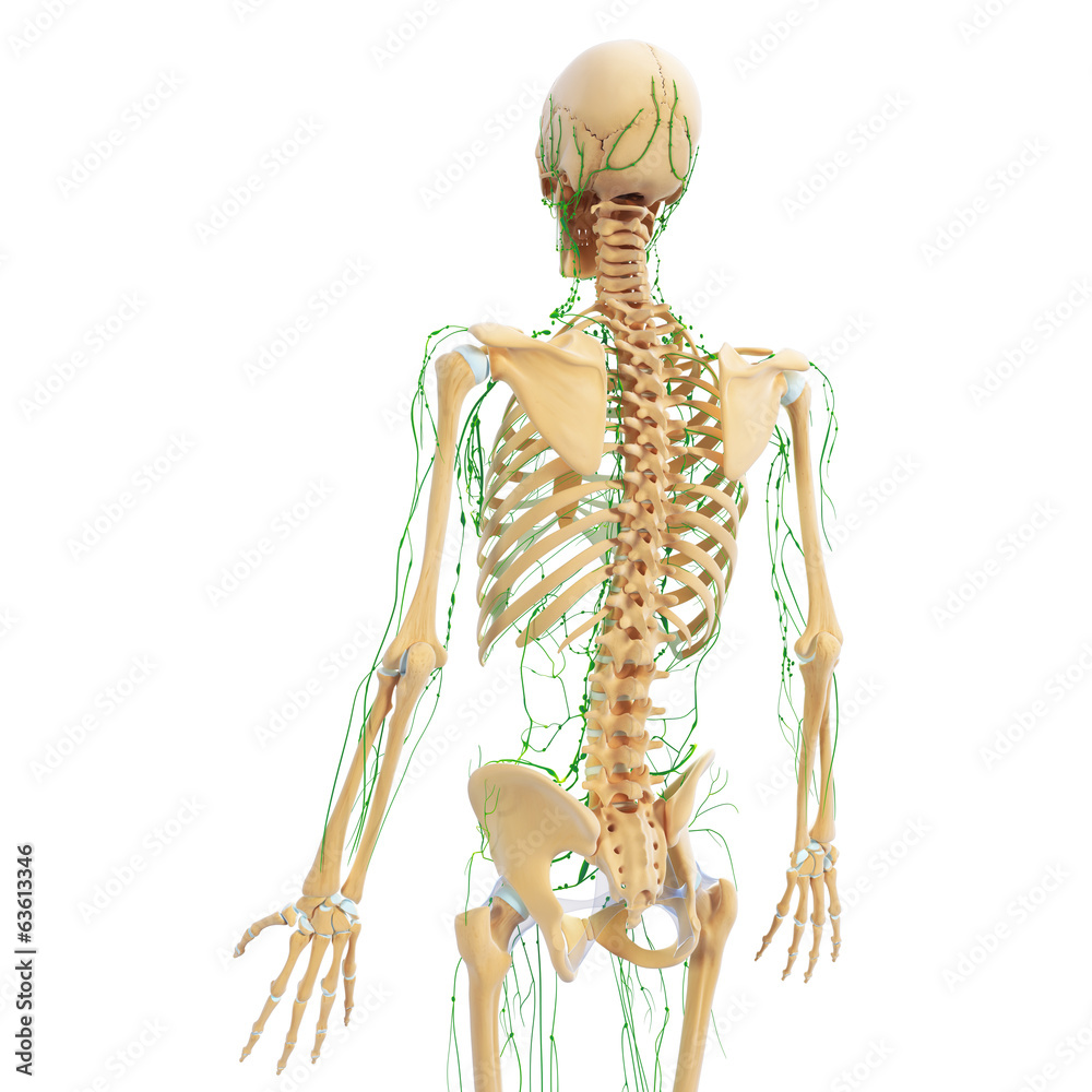 Anatomy of Lymphatic system with spinal cord ภาพถ่ายสต็อก | Adobe Stock