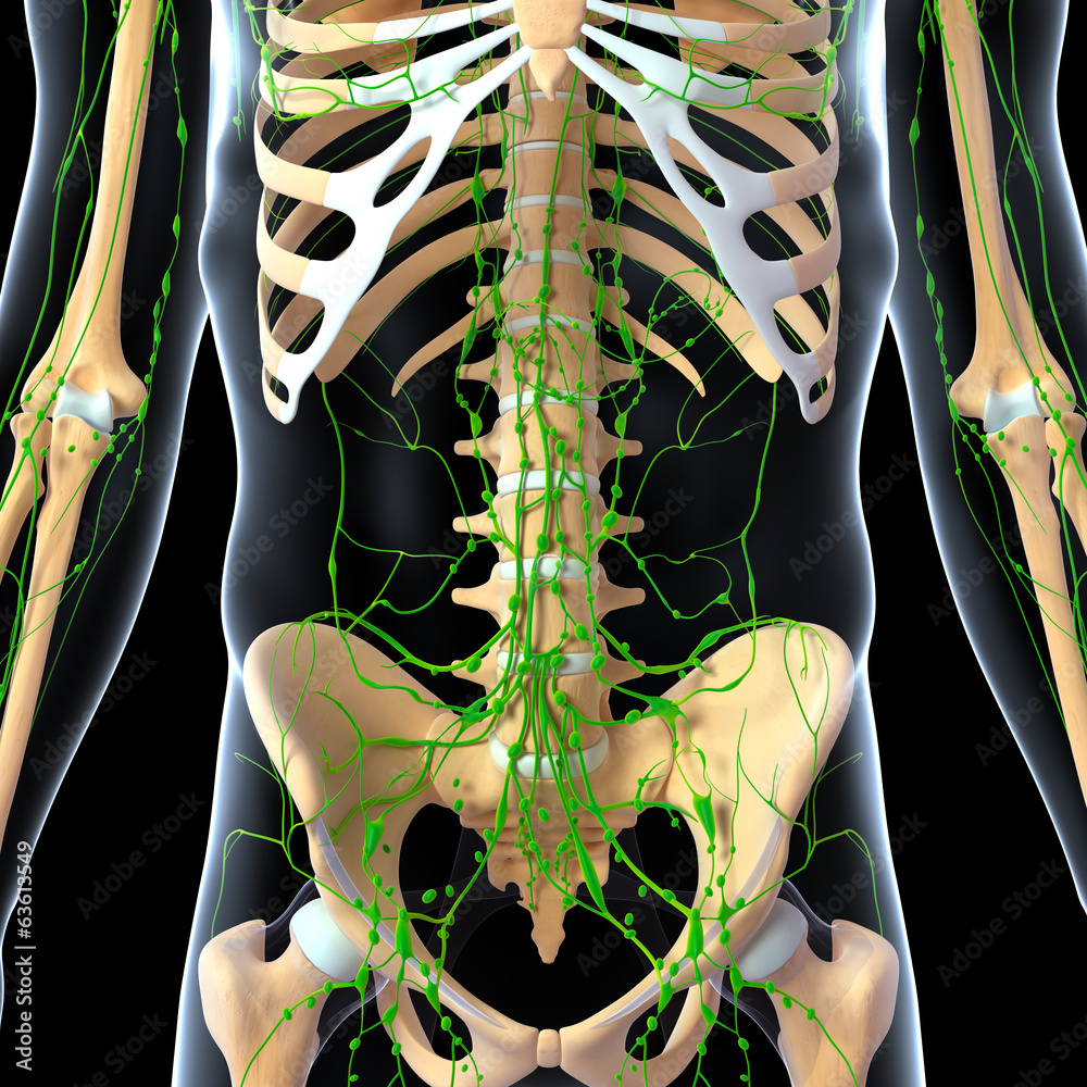 3d Anatomy of lymphatic system Stock Photo | Adobe Stock