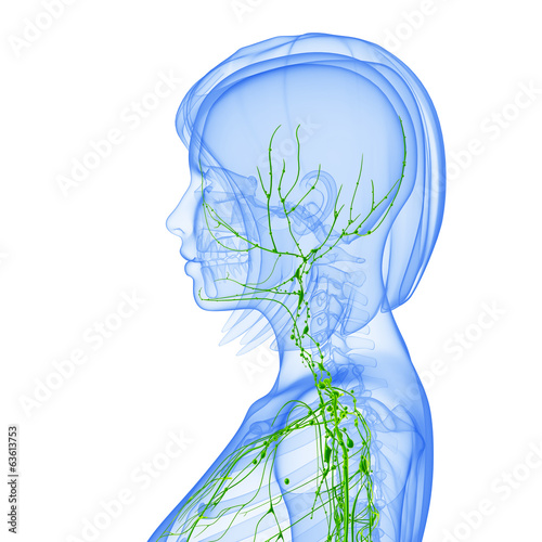 Anatomy of female lymphatic system Stock Photo | Adobe Stock