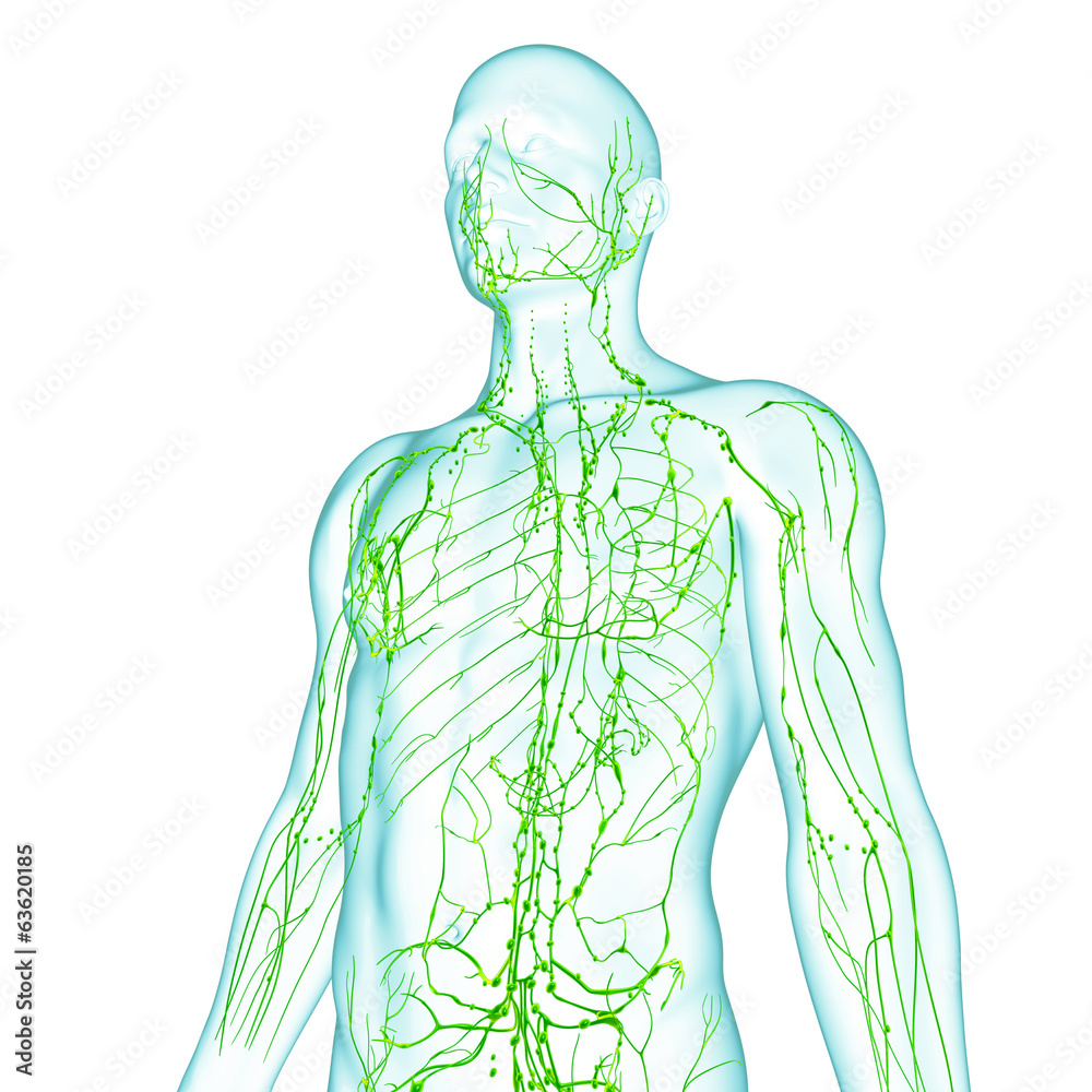 Anatomy of male lymphatic system Stock Illustration | Adobe Stock