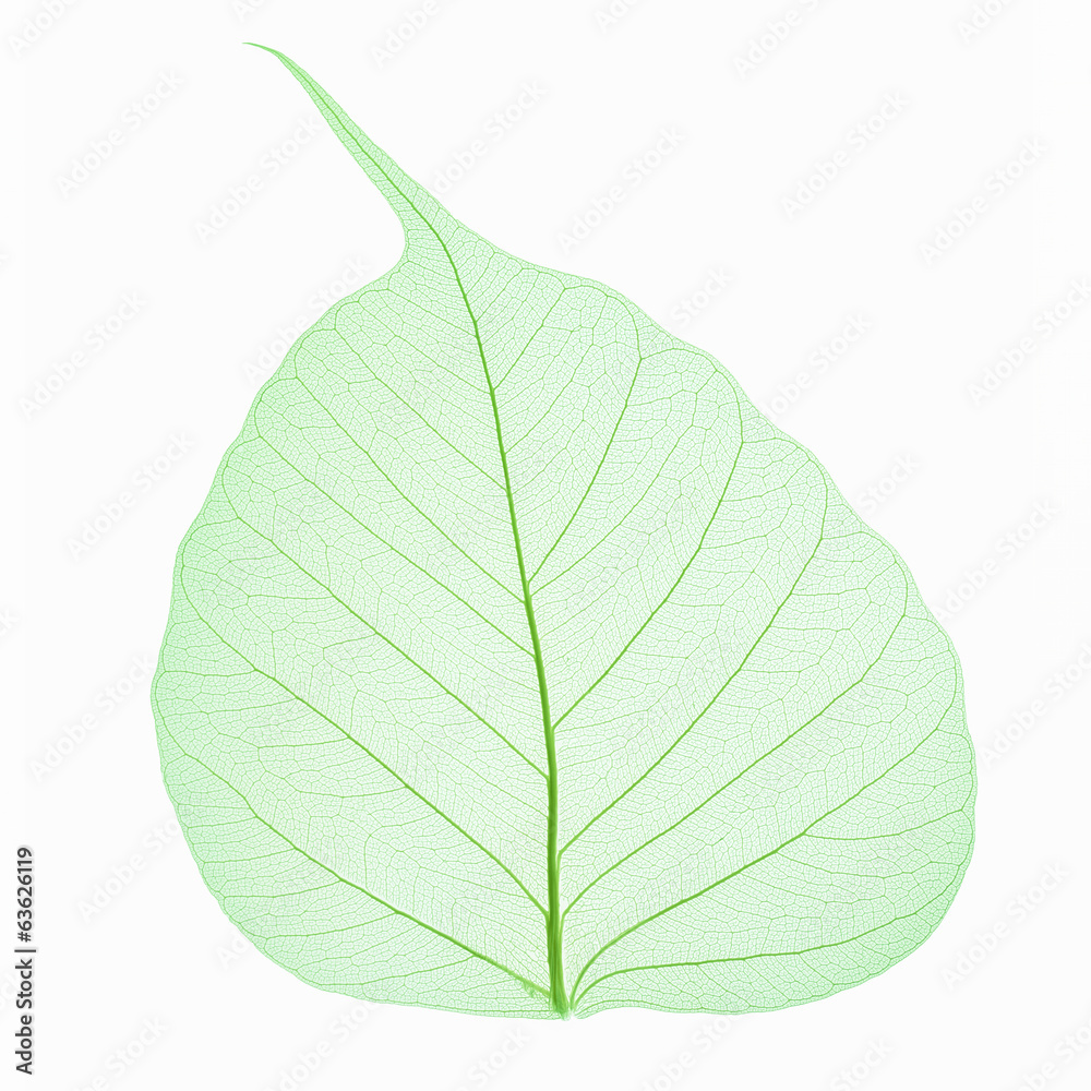bodhi leaf vein isolated Stock Photo | Adobe Stock