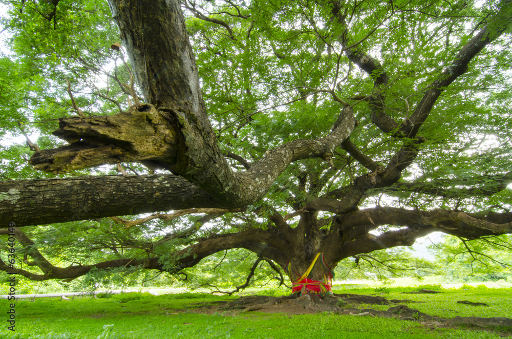 The Large green tree Stock Photo | Adobe Stock
