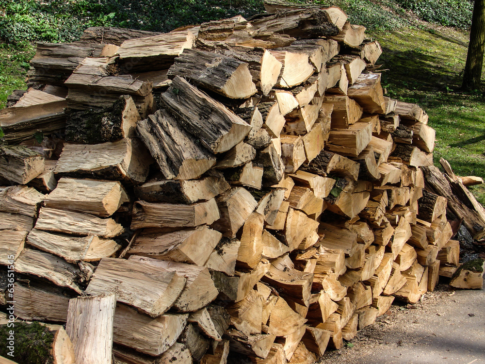 arbre bois foret Stock Photo | Adobe Stock