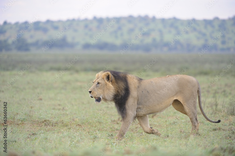 Lion (Panthera leo). Alpha male patrolling territory in Kalahar ภาพถ่าย ...
