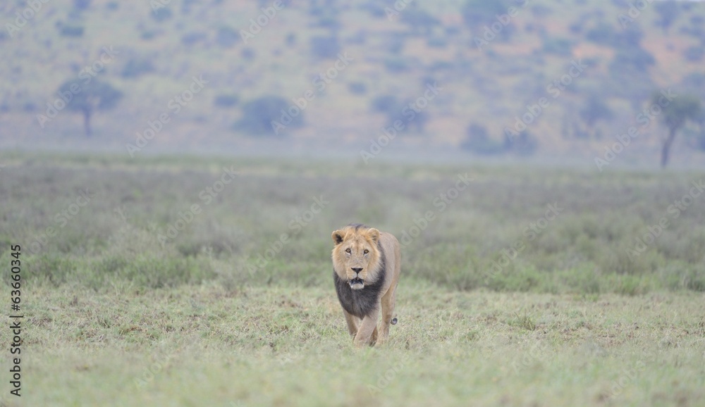 Lion (Panthera leo). Alpha male patrolling territory in Kalahar Stock ...