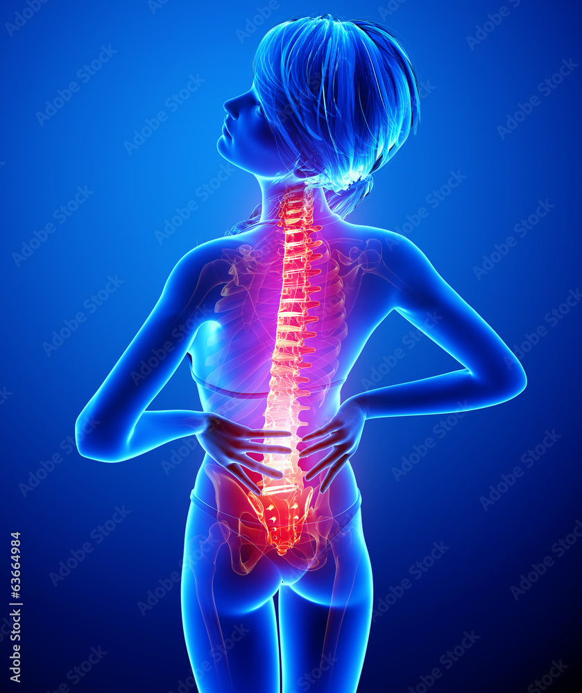 Anatomy of female spinal cord pain in blue Stock Illustration | Adobe Stock