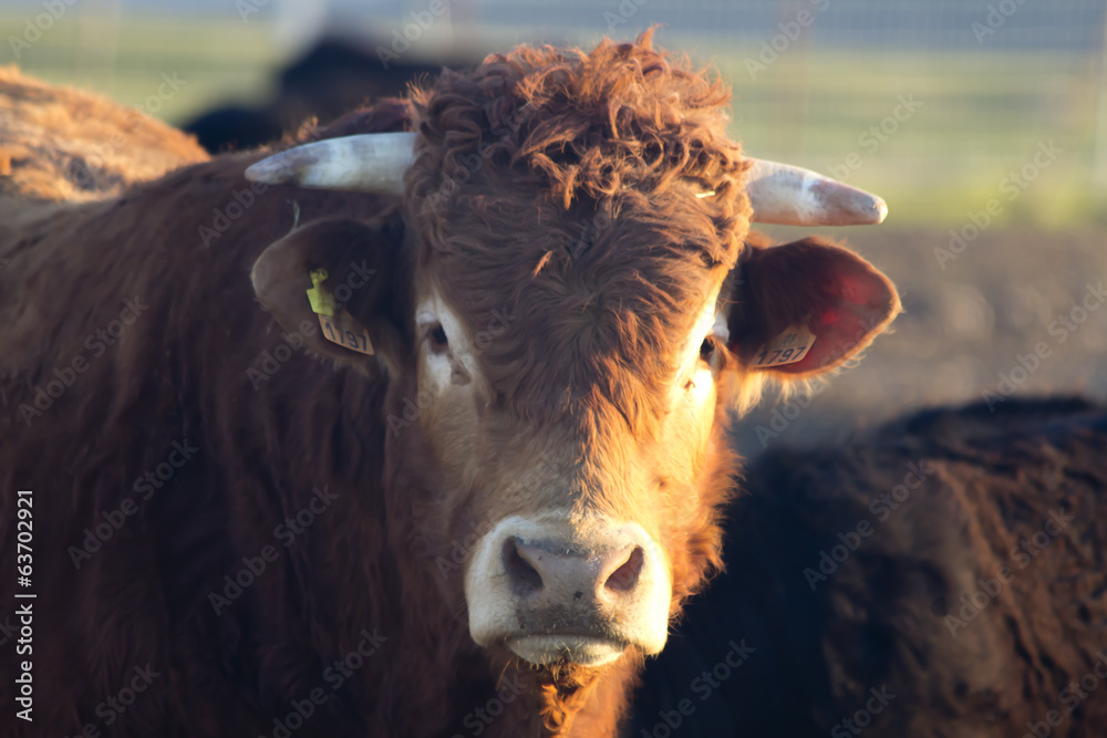 BUEY Stock Photo | Adobe Stock