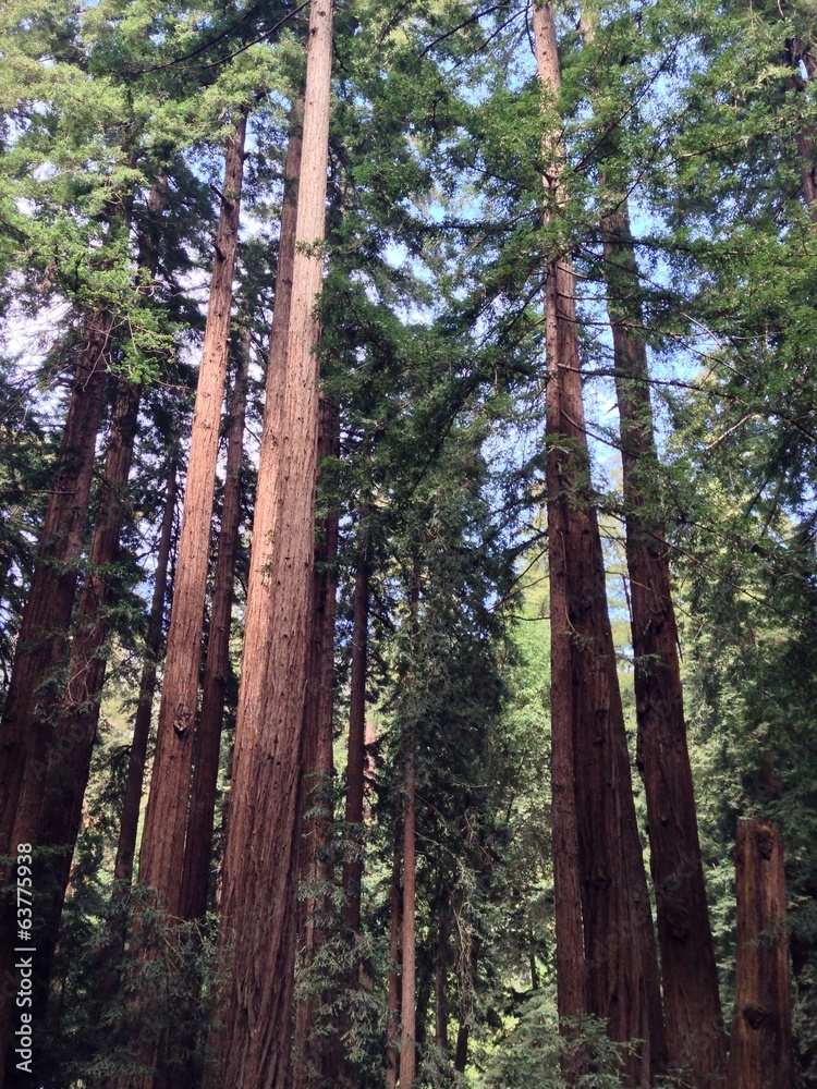 Tall Redwood Trees Stock Photo | Adobe Stock