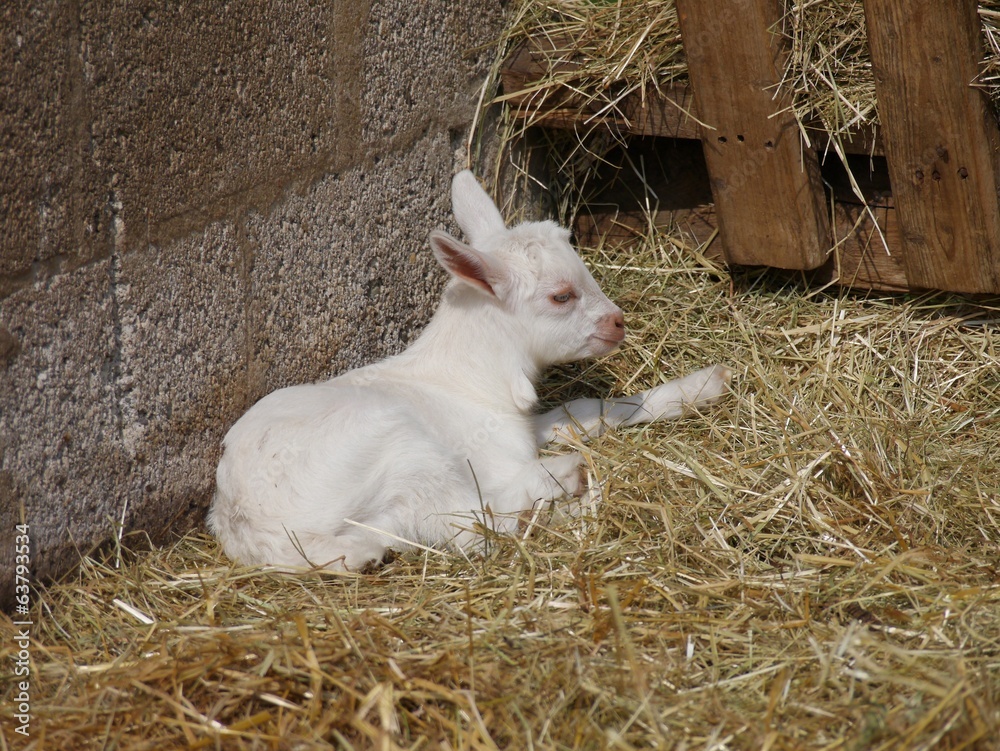 baby ziege Stock-Foto | Adobe Stock