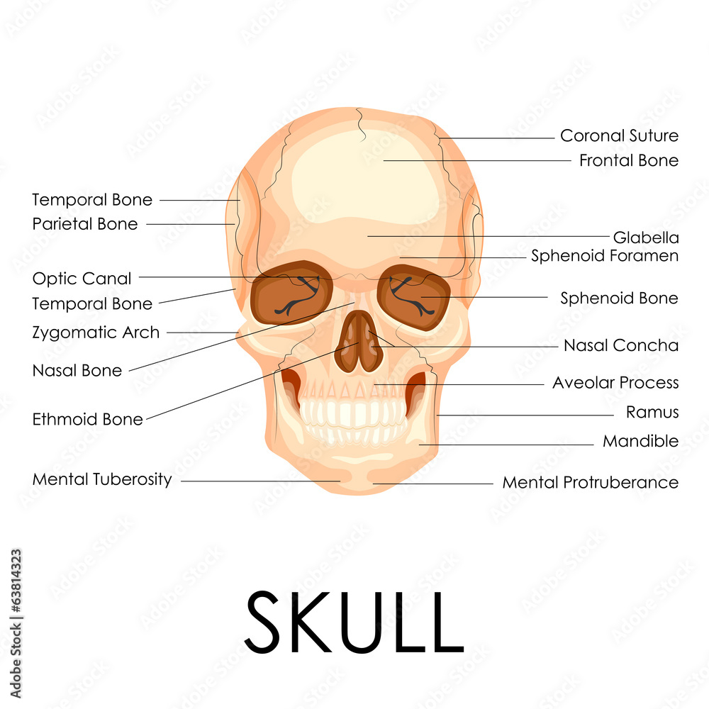 Optic Canal Skull