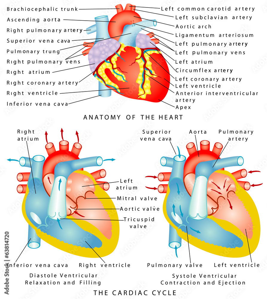 Anatomy of the Heart. The Cardiac Stock Vector | Adobe Stock