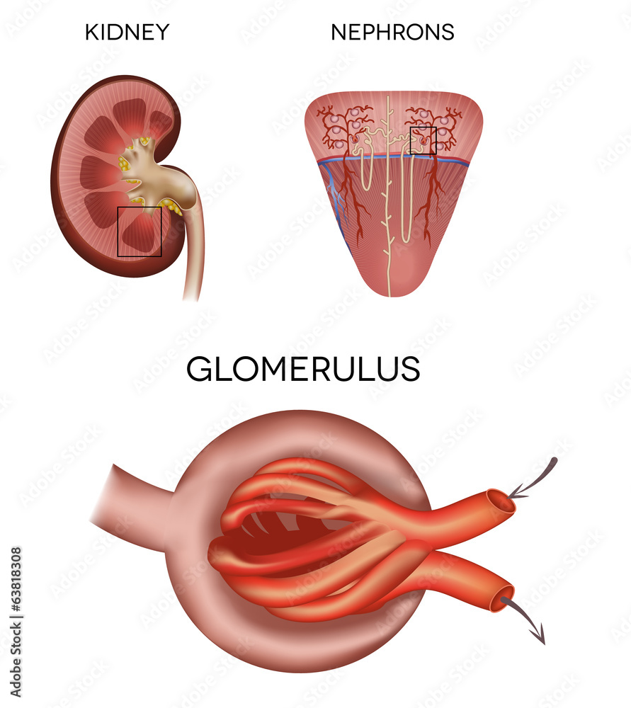 Renal corpuscle and glomerulus, a part of the kidney Stock Vector ...