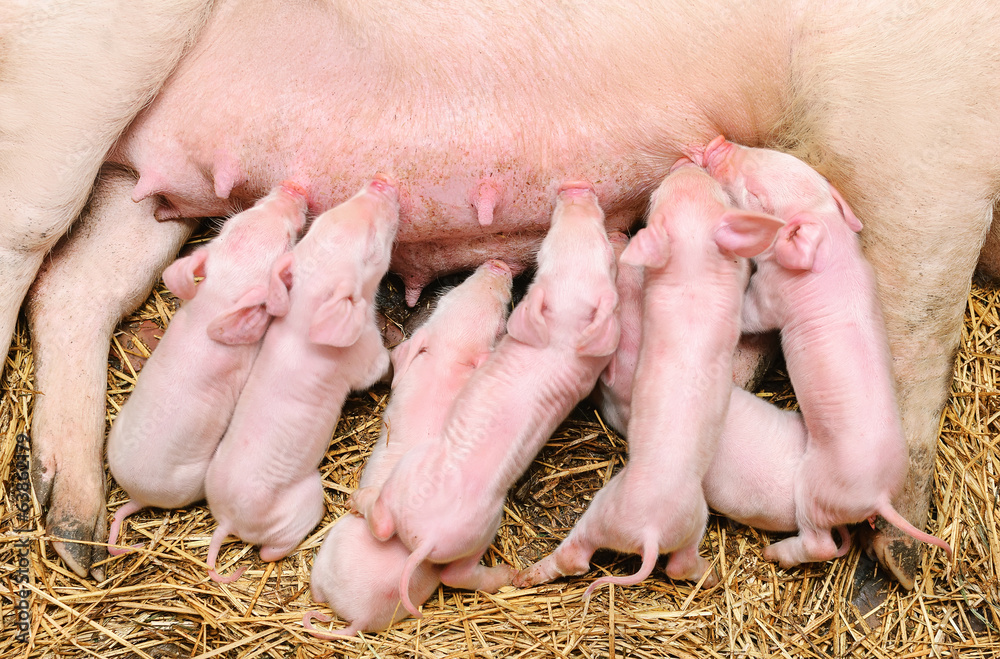 Momma Pig Stock Photo | Adobe Stock