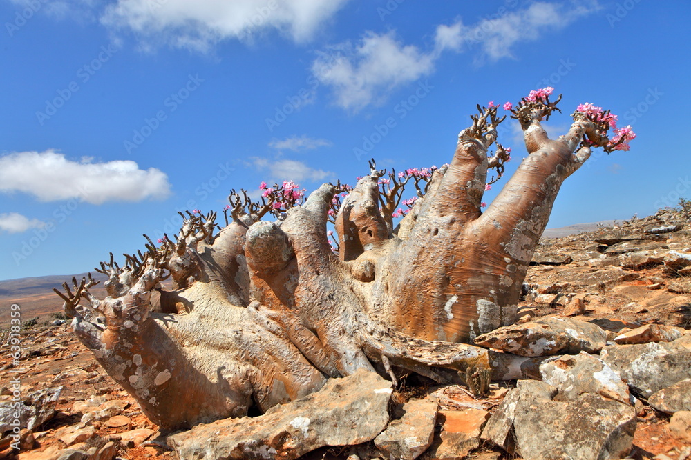 Foto de Bottle tree in bloom - adenium obesum - endemic tree of Socotra ...