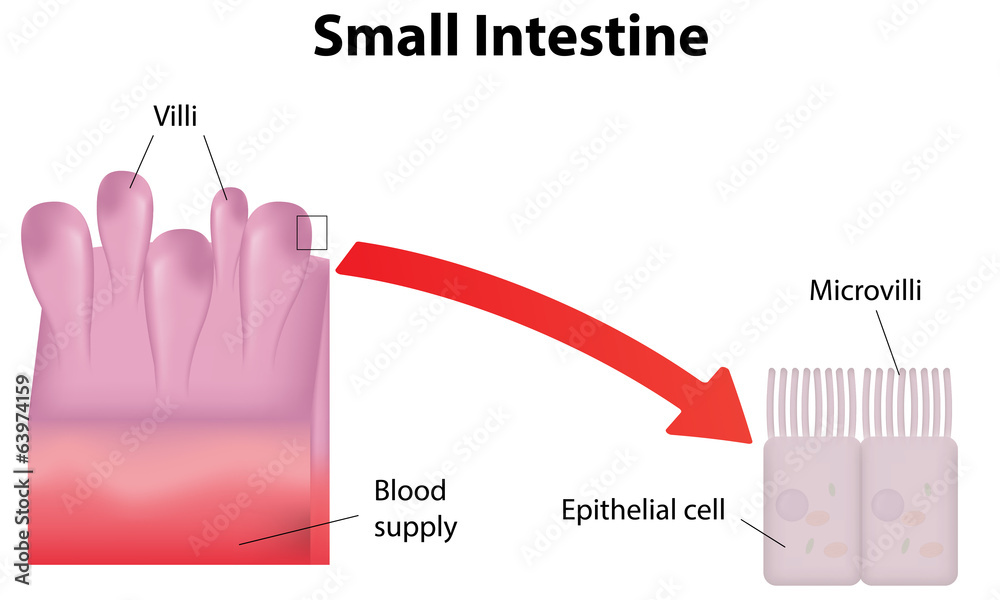 Small Bowel Labeled Diagram Intestine Stock Illustration | Adobe Stock