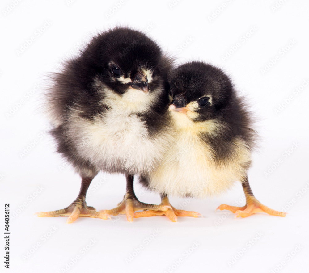 Baby Chick Newborn Farm Chickens Standing White Australorp Varie Stock ...