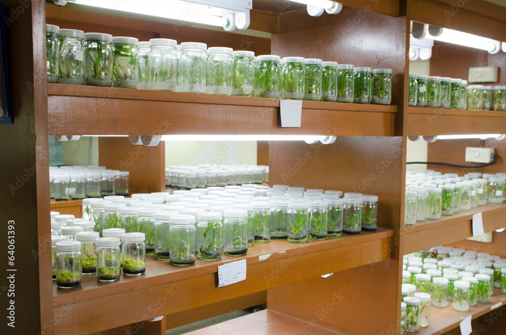 plant tissue culture in the laboratory Stock Photo | Adobe Stock