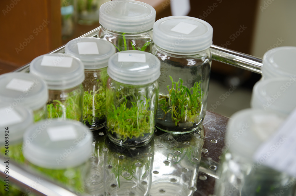 plant tissue culture in the laboratory Stock Photo | Adobe Stock