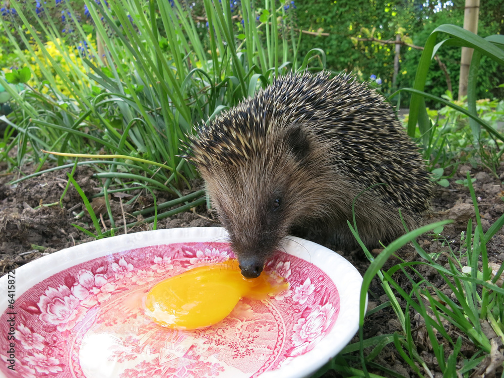 Igel frißt im Garten ein Hühnerei Stock-Foto | Adobe Stock
