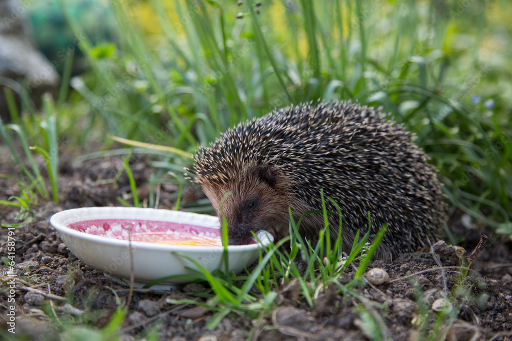 Ein Igel im Garten frisst ein Ei Stock-Foto | Adobe Stock
