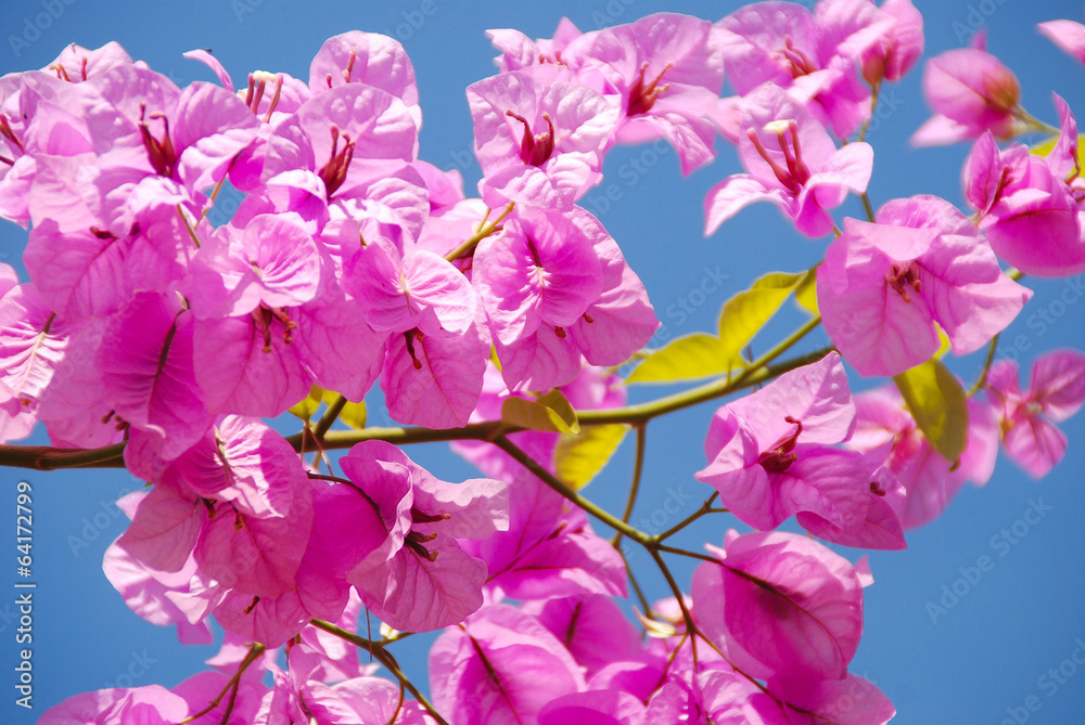 BOUGAINVILLEA O BUGANVILLA Stock Photo | Adobe Stock
