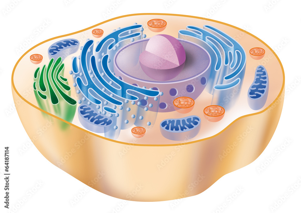 Poster Human animal cell – Wall Art | UkPosters