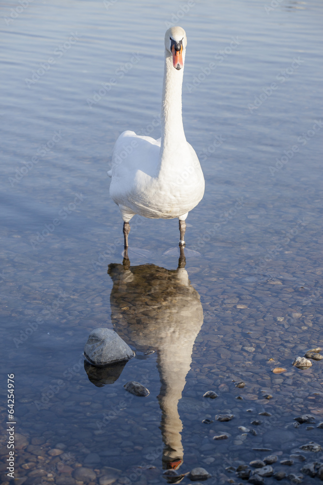 Cigno Stock Photo | Adobe Stock