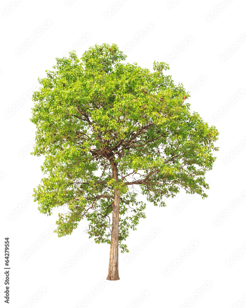 Jambul (Syzygium cumini) tree in Thailand isolated on white Stock Photo ...